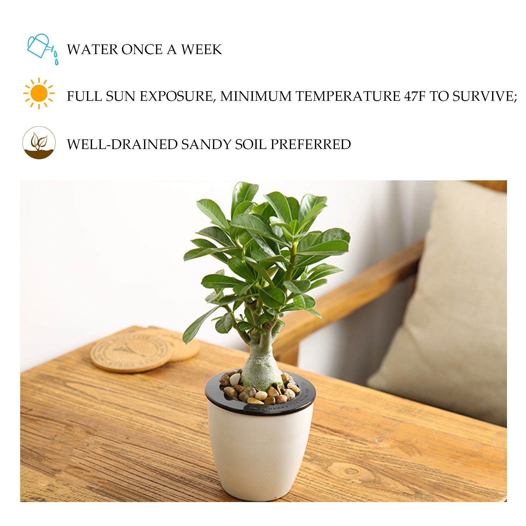 Rare Adenium Obesum, Double Flower, Grafted Mature Plant, Easy Care ...