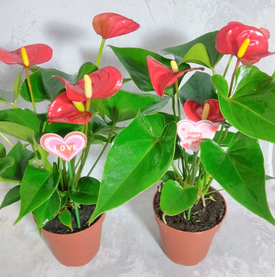 Amazon.com: anthurium plant