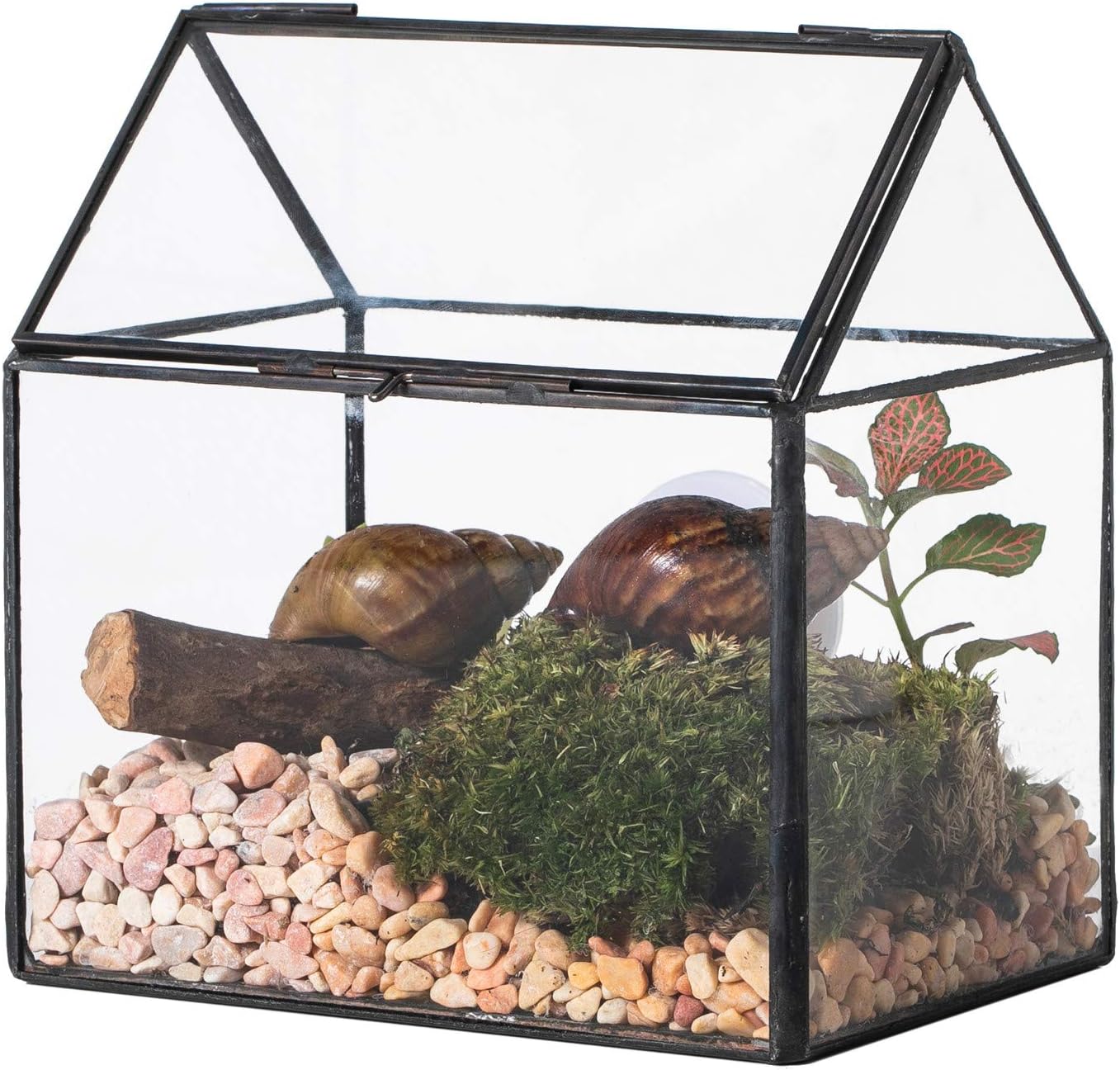 Amazon.com: NCYP Large Geometric Glass Terrarium Box with Swing Lid for ...