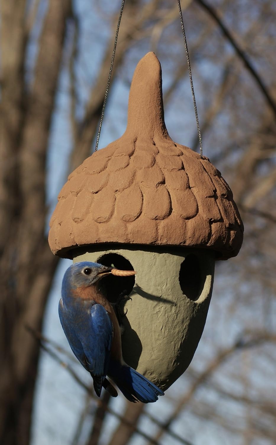 Amazon.com : Acorn Bird Products Bluebird Buffet Feeder : Acorn Blue ...