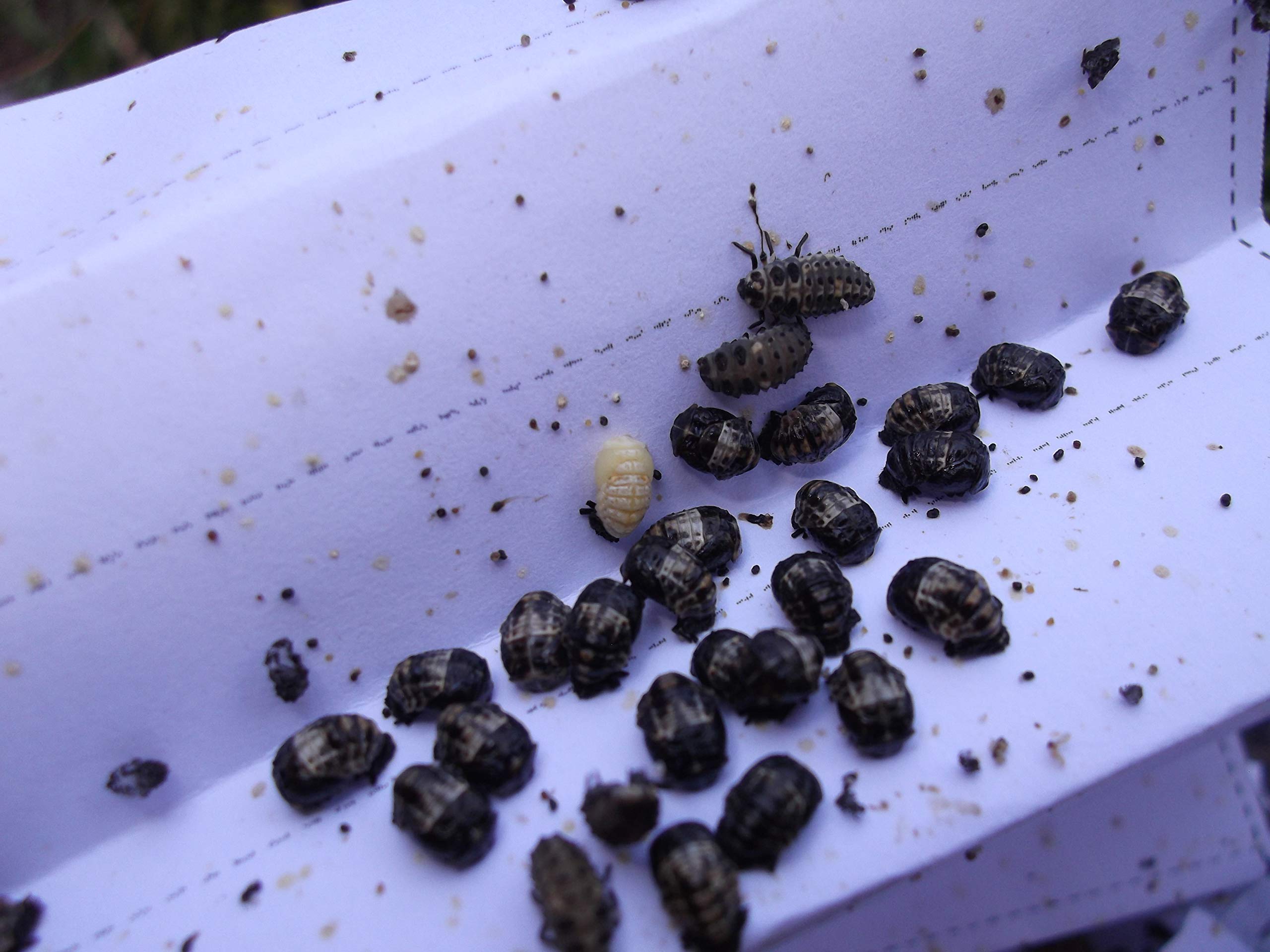 Buy Ladybird Kit Refill - 25 Larvae and Food for Ladybird Breeding Kits ...