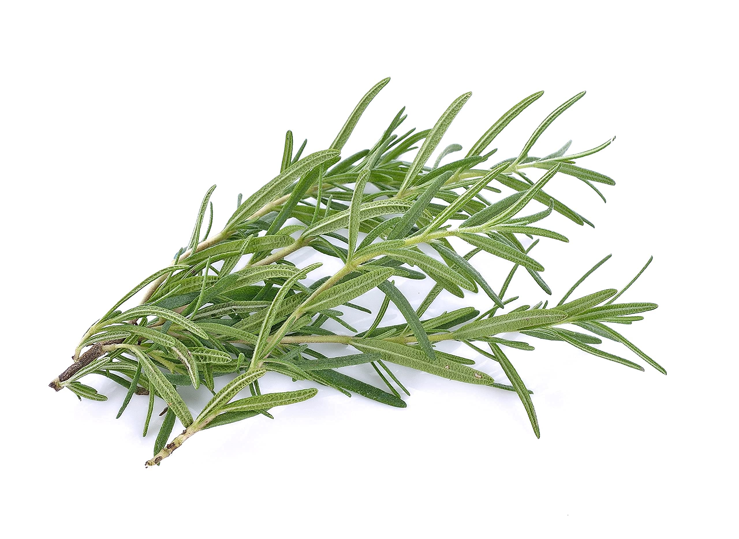 Amazon.com : Rosemary Seeds, 50+ Heirloom, Non GMO Seeds, Rosmarinus ...