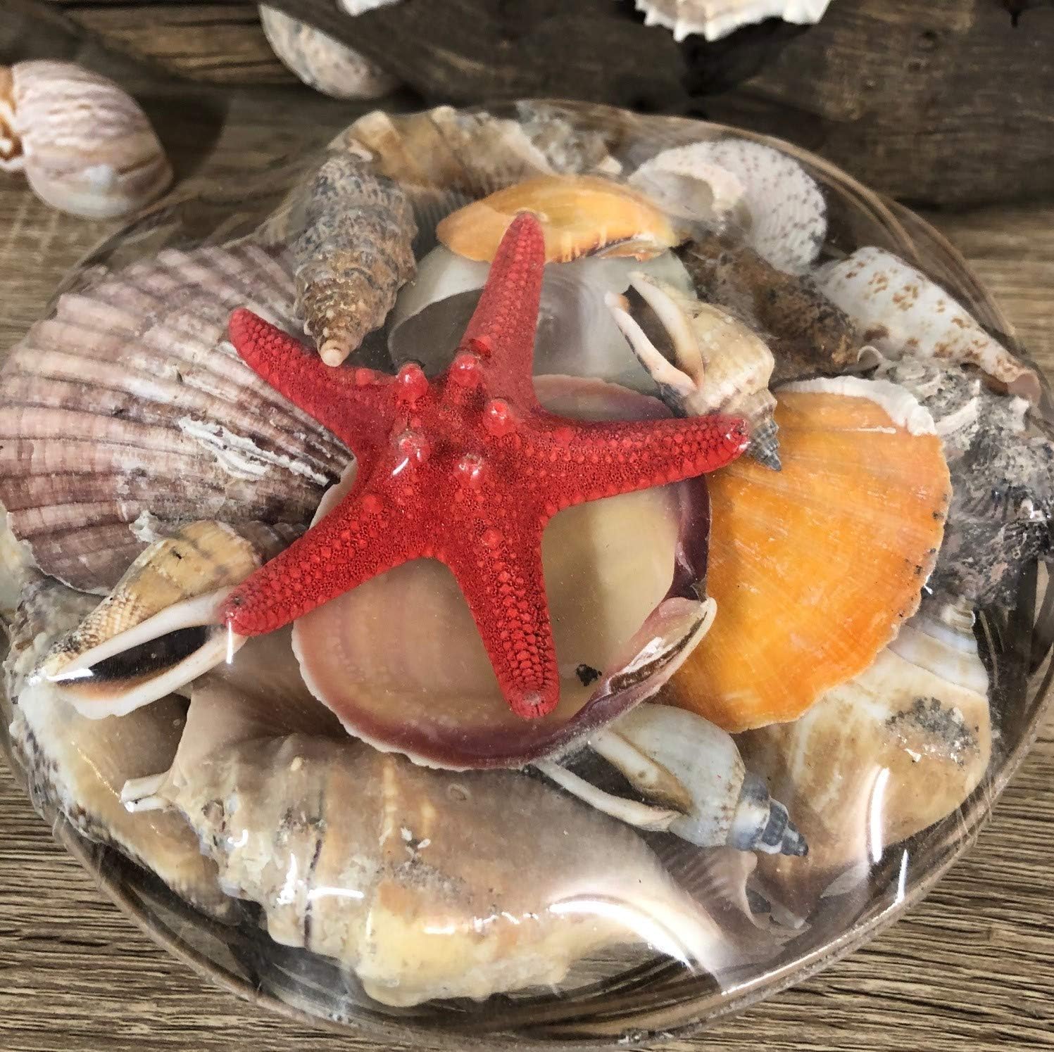 Mezzaluna Gifts Basket of Real Sea Shells Home Decor | Aquarium ...