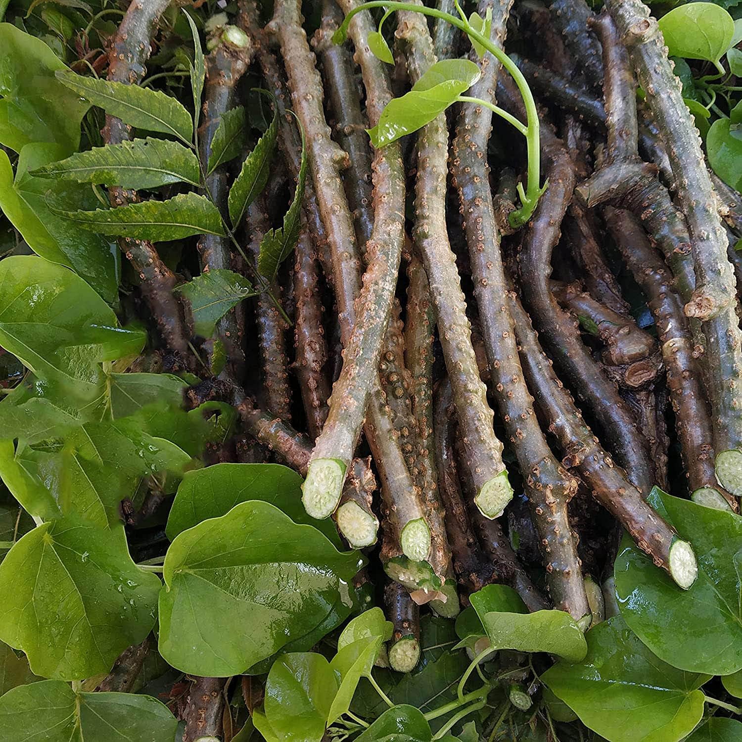 INDIANVEDIV Giloye/Giloy Seed Sticks Guruch Fresh Stems Giloy/Giloy ...