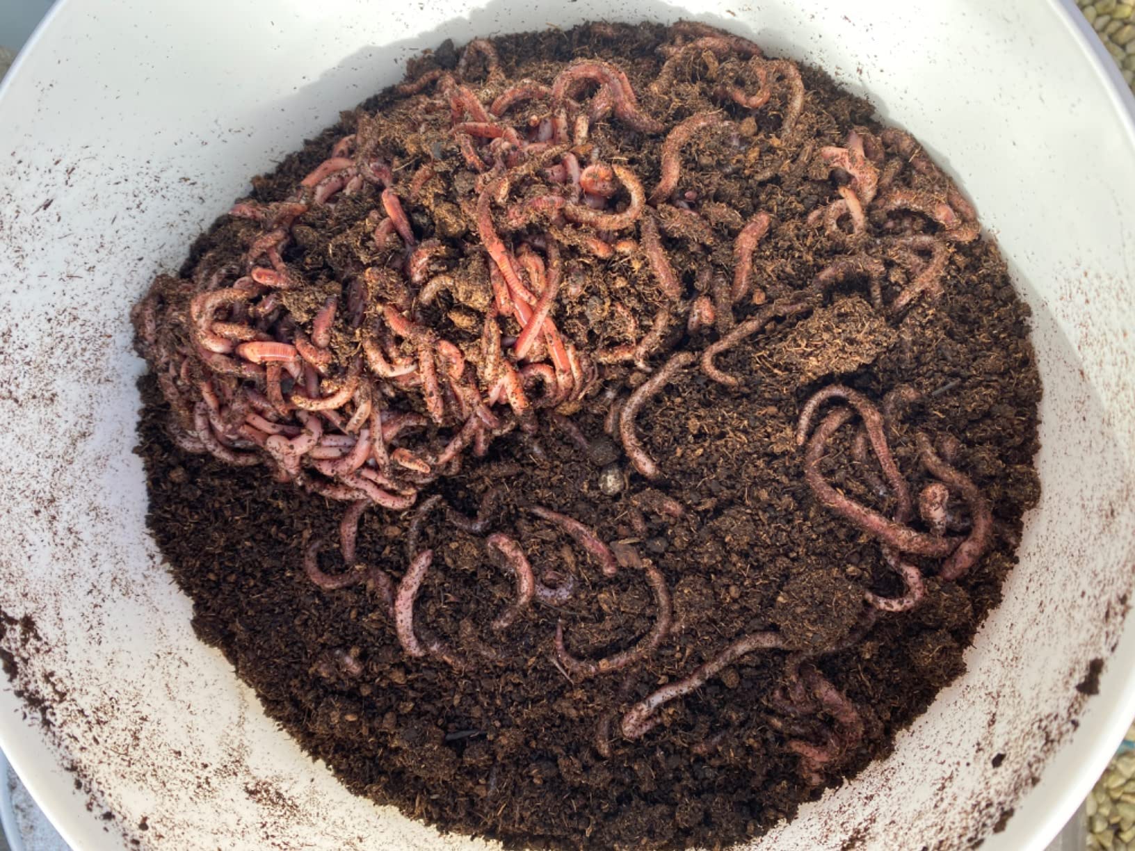 Worms Direct Worm Bedding Kit – Wormery Starter Kit with Worms and ...