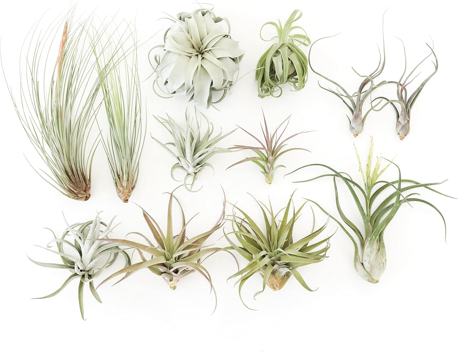 Amazon.com : Air Plant Shop 12 Pack Tillandsia Jumbo Variety Pack Air ...