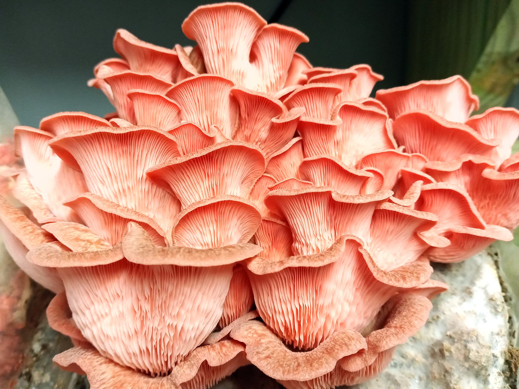 Buy Pink Oyster Mushroom Easy Garden Grow Kit - XL 5 Pound Ready-to ...