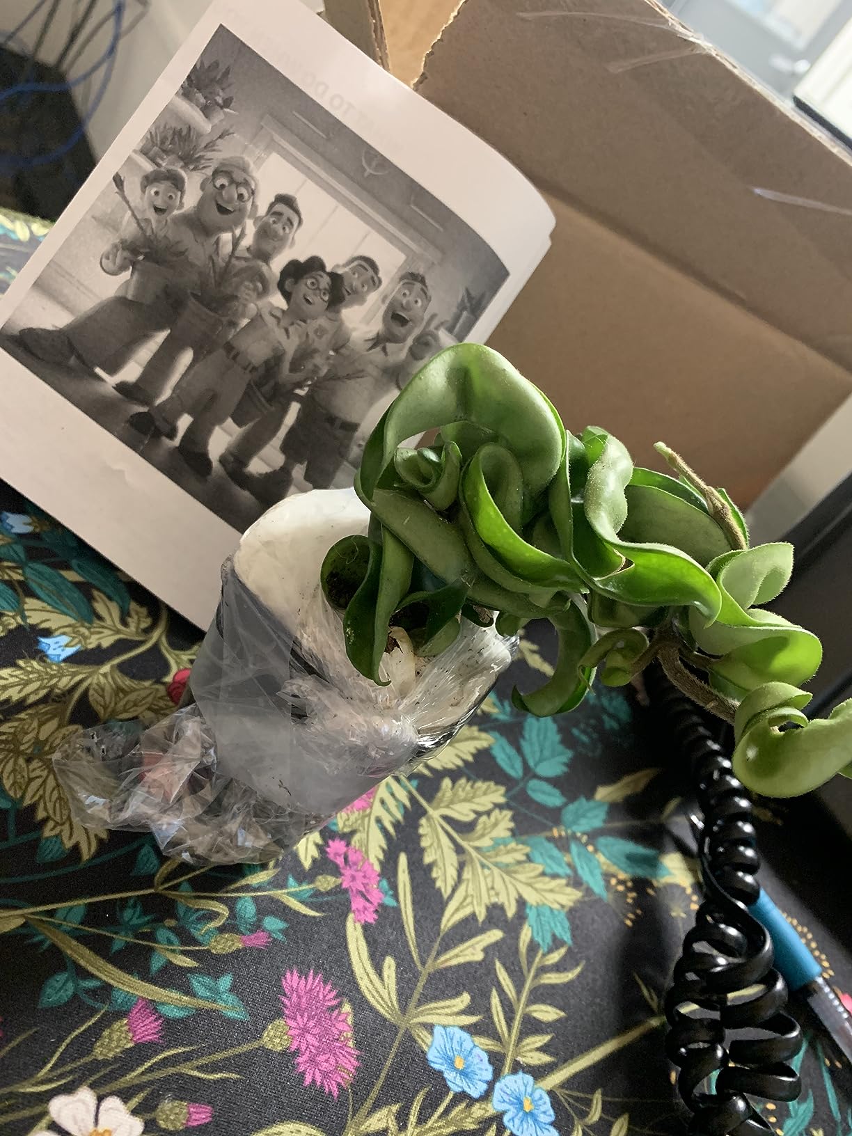 $4/mo - Finance Hoya Compacta aka Hoya Hindu Rope Available in 2", 4 ...