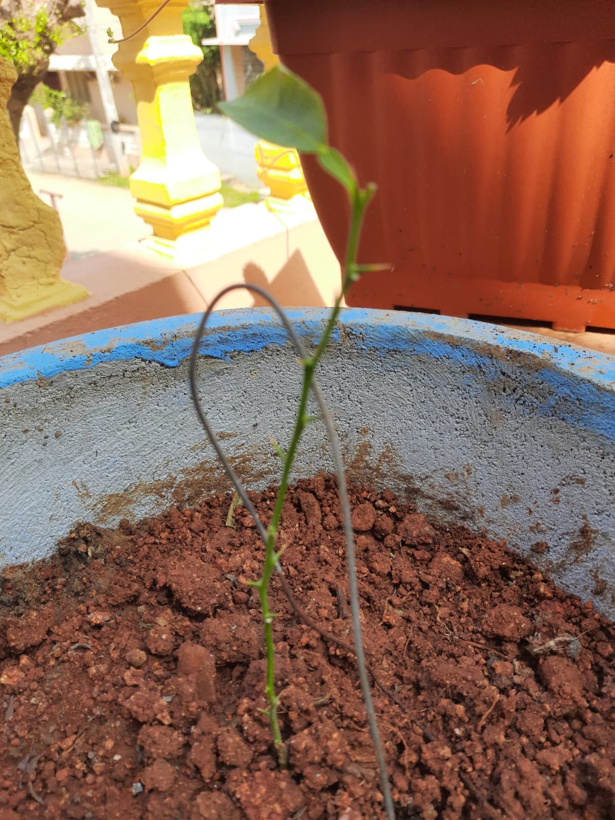 Greenish Valley Live Dwarf Pomelo Citrus Maxima Fruit Plant : Amazon.in ...