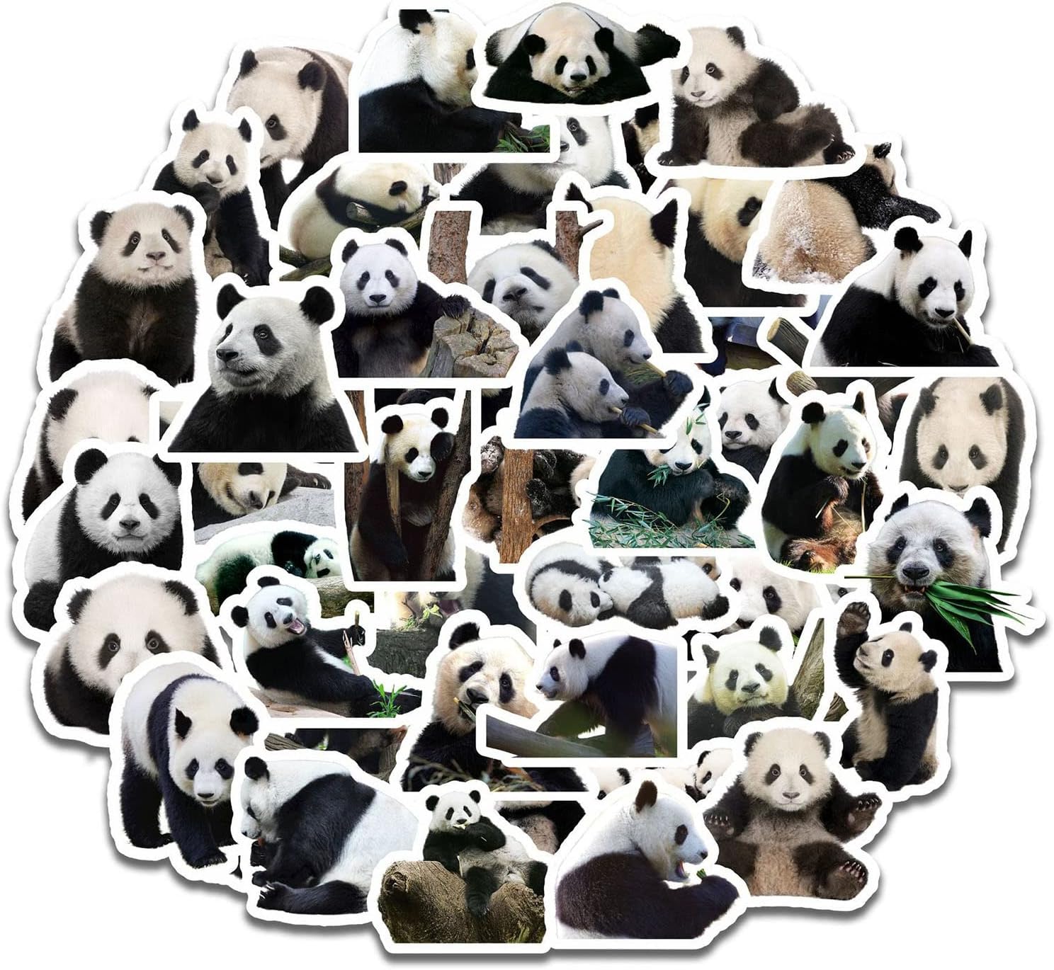 Amazon.com: 50Pcs Panda Stickers for Kids, Cute Panda Gifts for Teen ...
