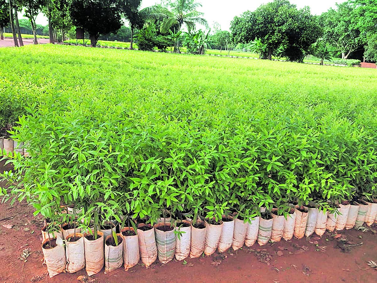 White Sandalwood Tree