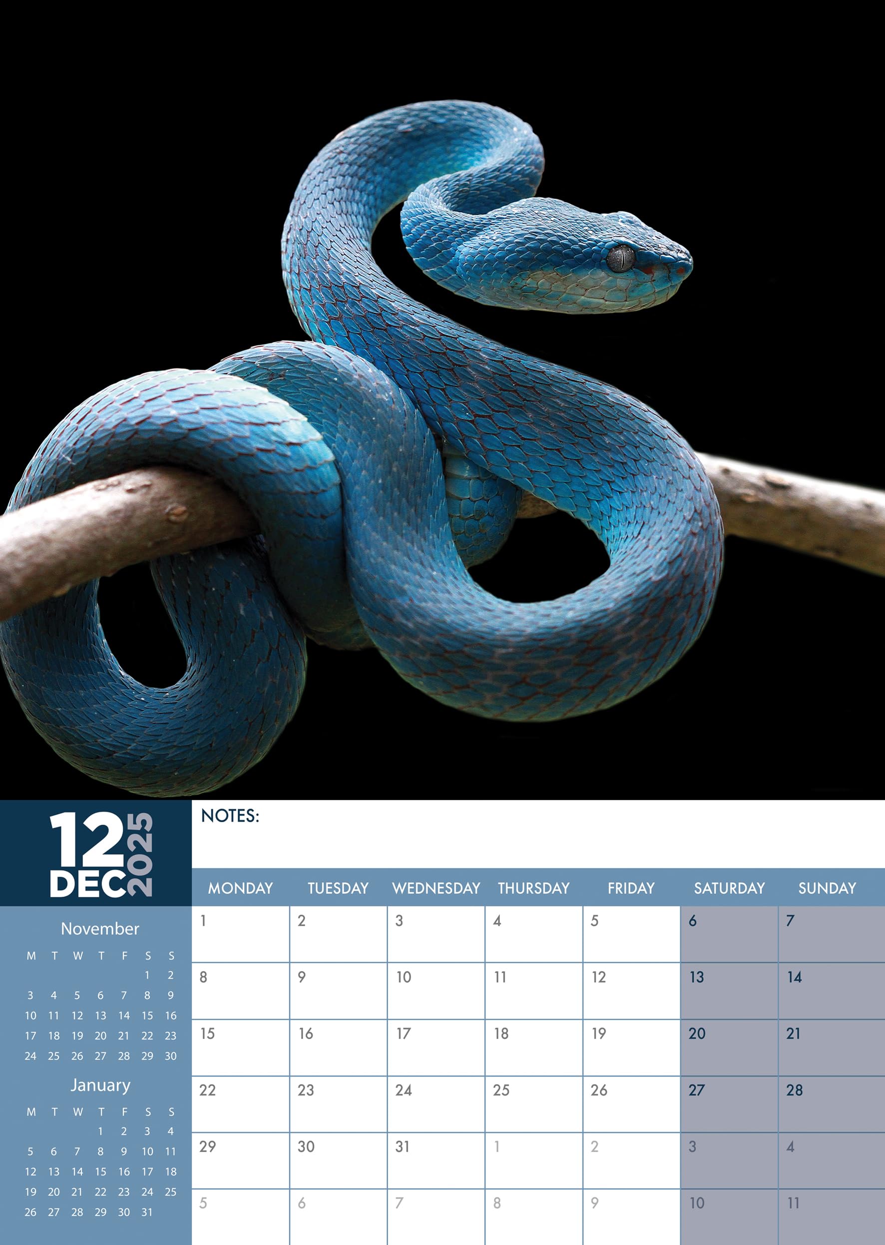Snakes 2025 – A3 Size Wirobound Calendar – BigaMart