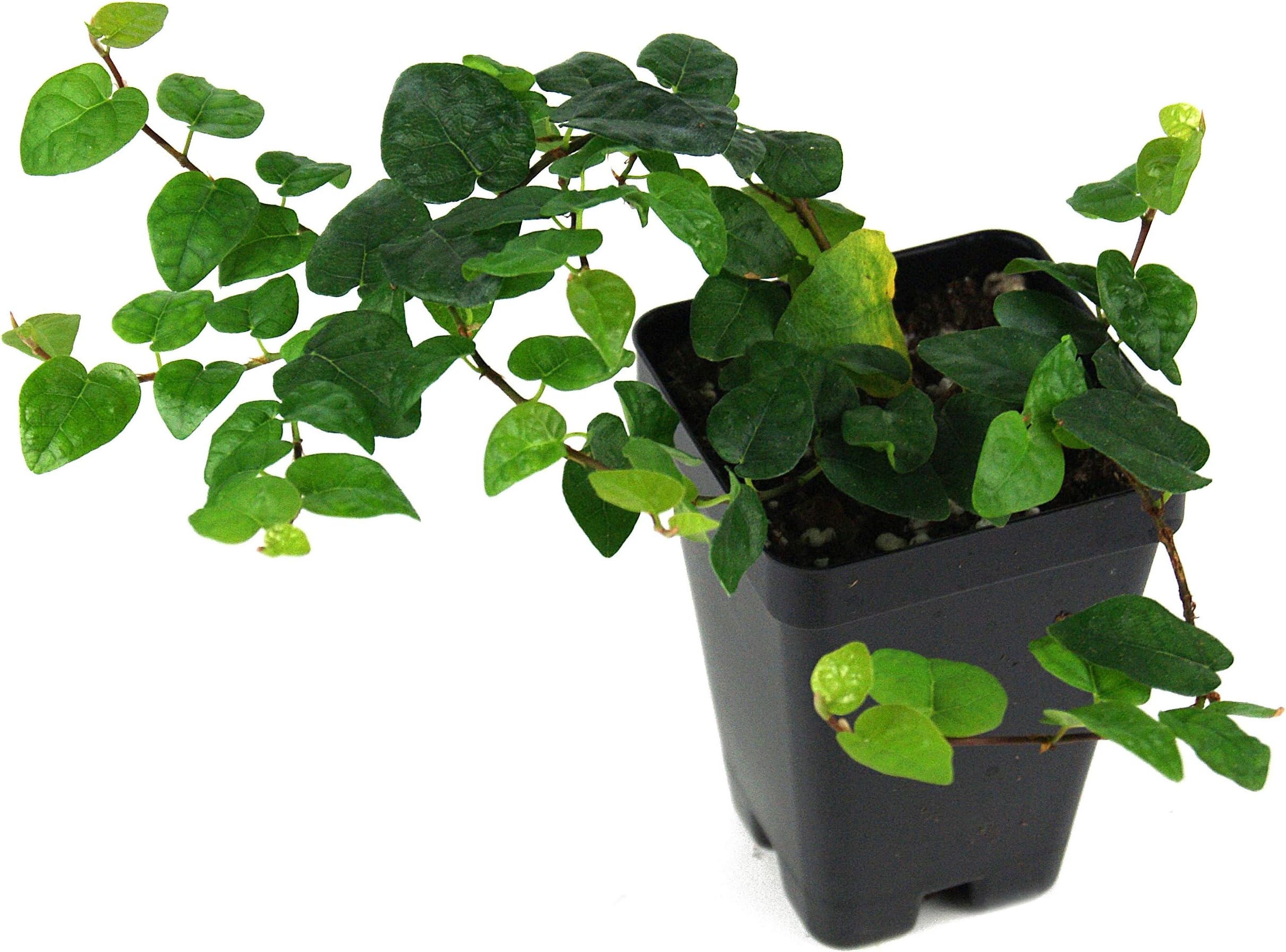 Amazon.com : Creeping Fig Plant Ficus Pumila Climbing Vine - 60 Live ...