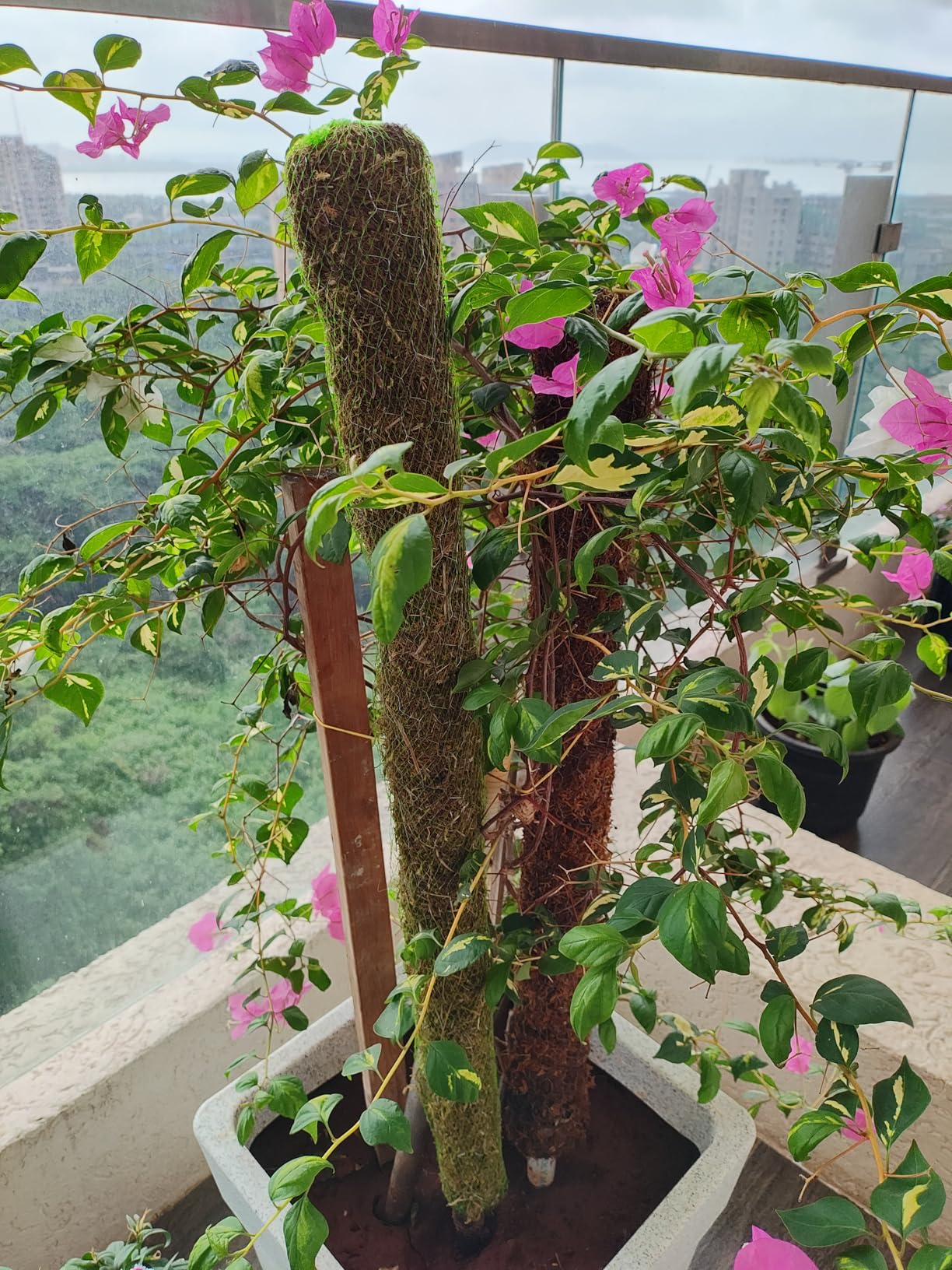 Leafy Tales Moss Stick- Green Grass Pole for Plants Support, Moss Stick ...