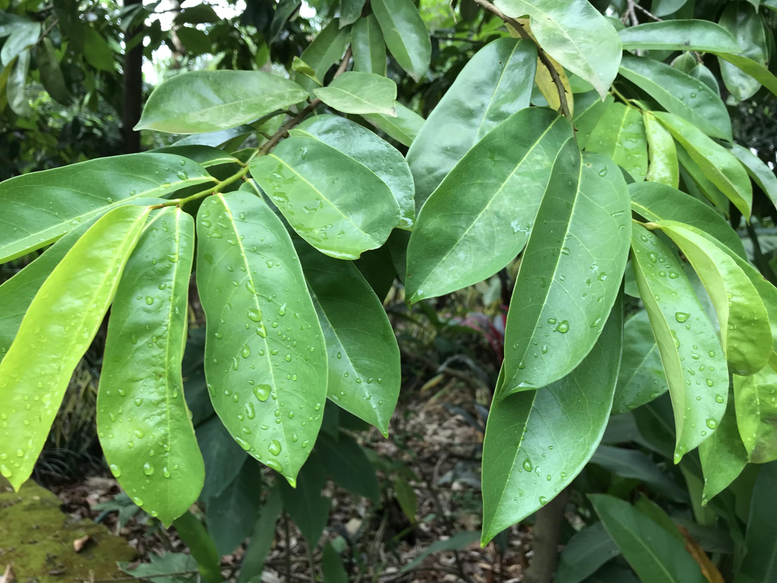 Soursop Leaves And Stems Natural Dried Graviola Soursop Leaves Stems ...