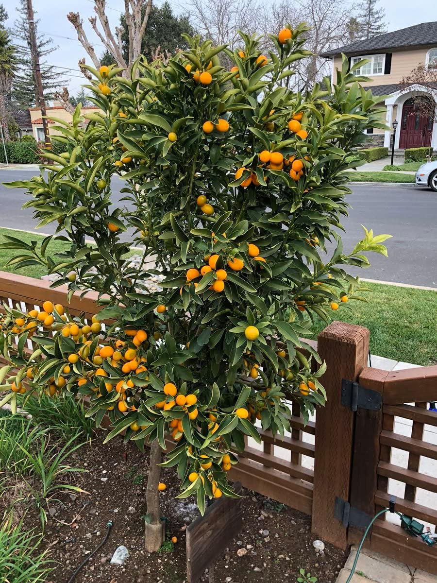 fortunella margarita Japanese orange quibaw tree fortunella: Buy Online ...