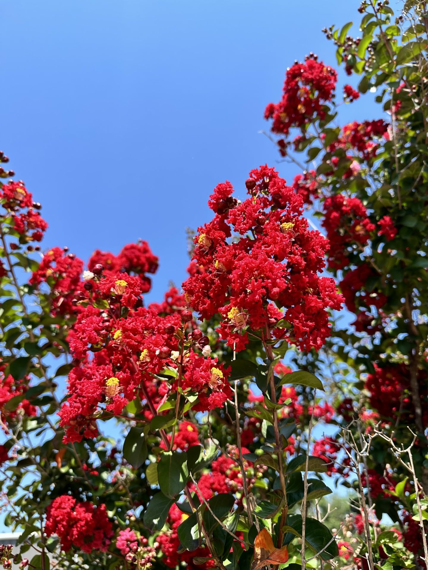 Amazon.com : 6 Pack - Red Flowering Crape Myrtle Trees - Lagerstroemia ...