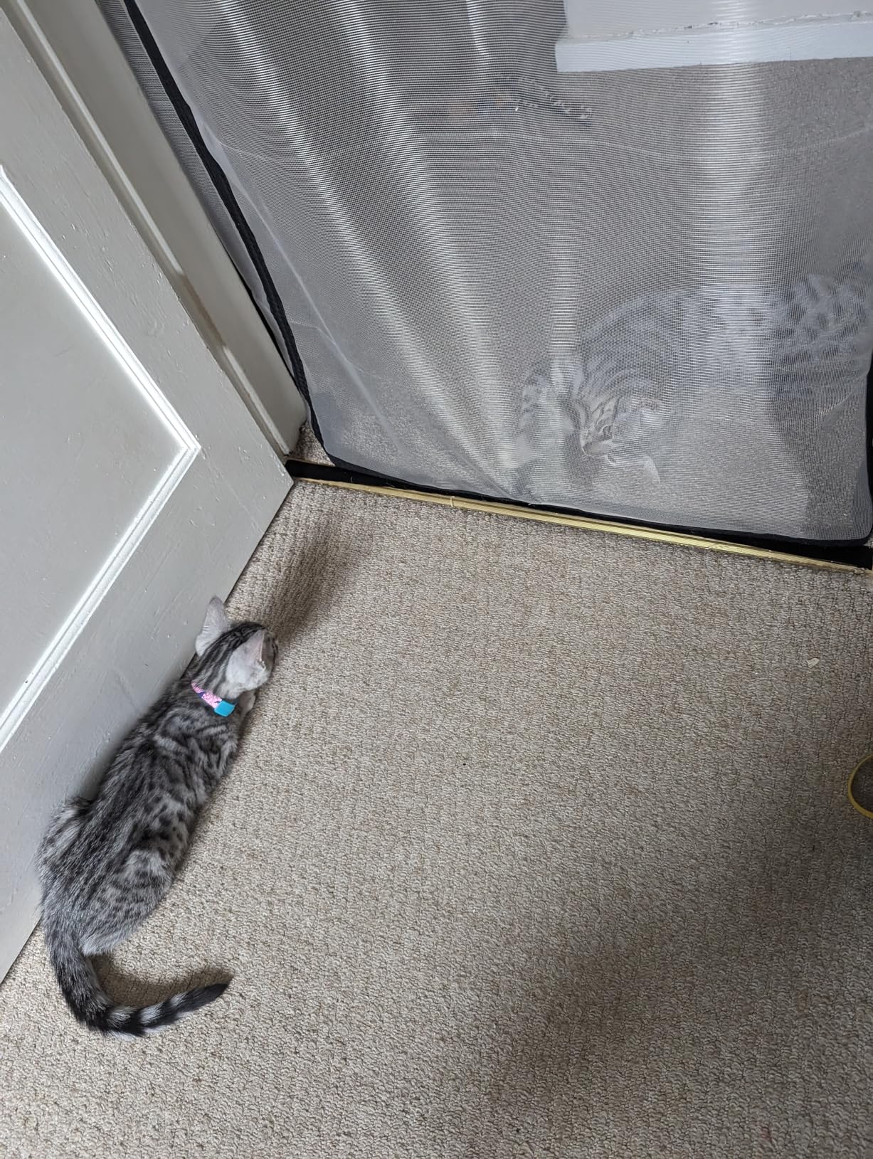 Cat Screen Door, 90 * 200CM Thickened Heavy Duty Pet Screen Door for ...