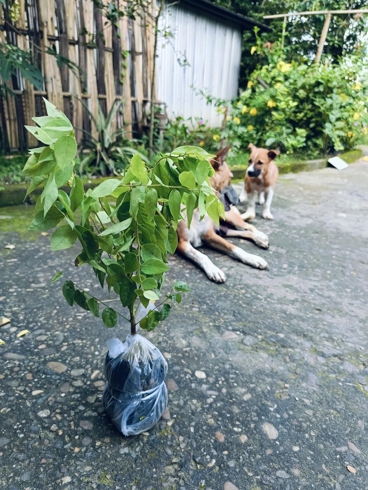 PLANT EXOTIC Star Gooseberry/Arinelli Plant