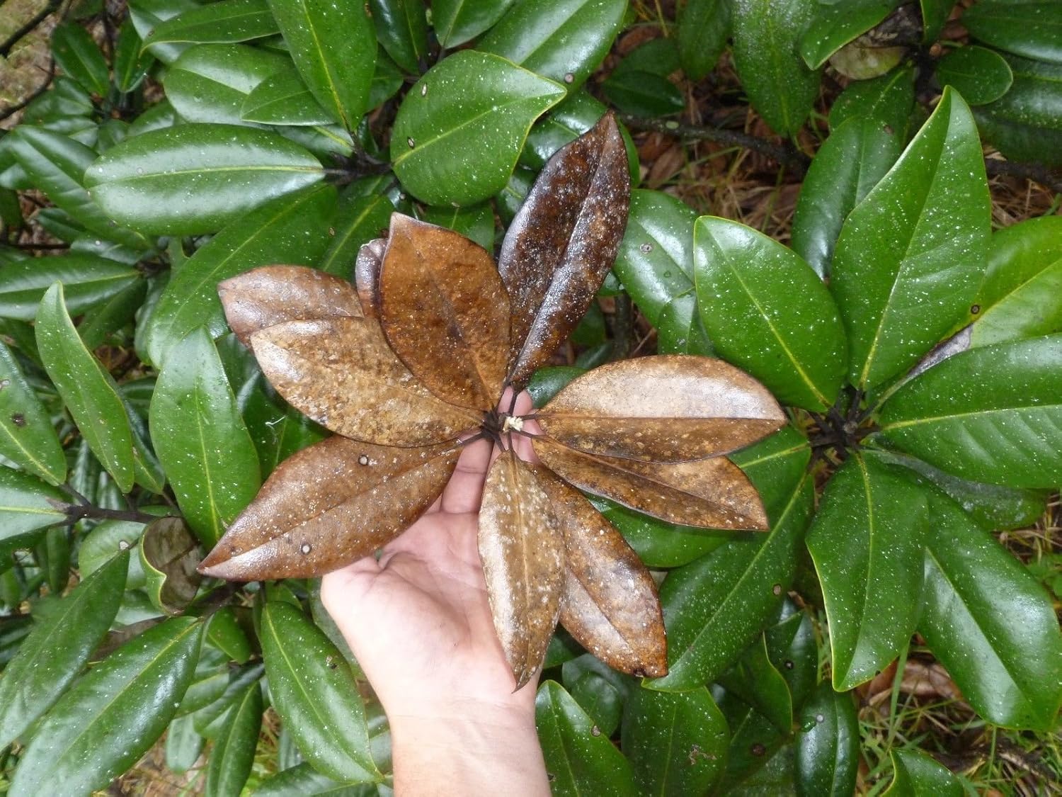 Amazon.com: SALE 2 Gal. BAGS #1 ORGANIC MAGNOLIA LEAF LITTER Terrarium ...