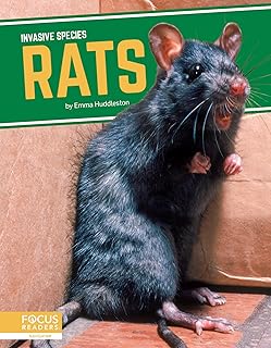 Rats' Traveling Secrets: How Do They Move? | QuartzMountain