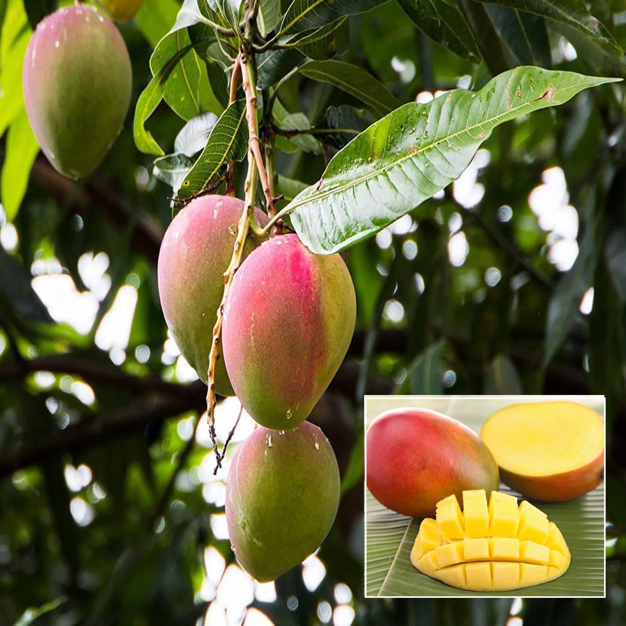 Seedless Mango Exotic Fruit Trees: Mango Tree Thailand