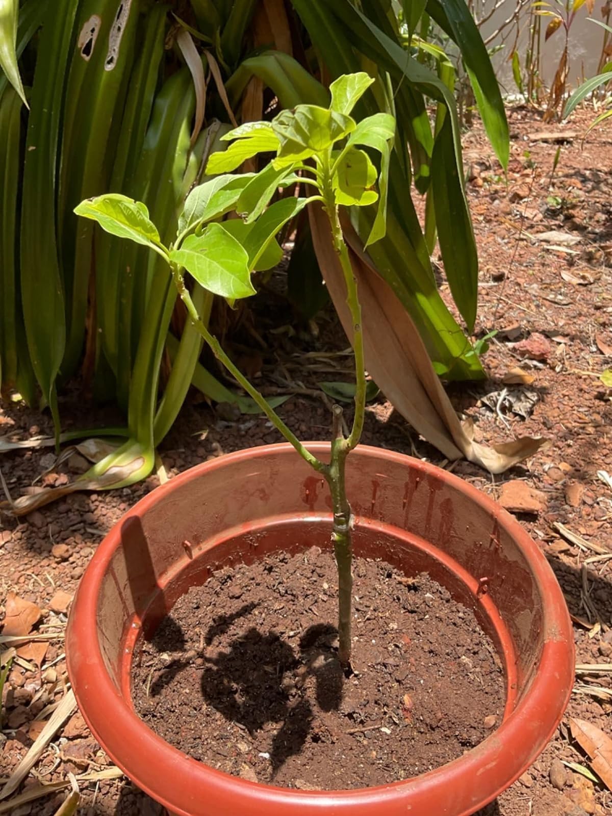 Avocado Miami Red variety Butter Fruit Grafted Live Plants & Tree(1-1.5 ...