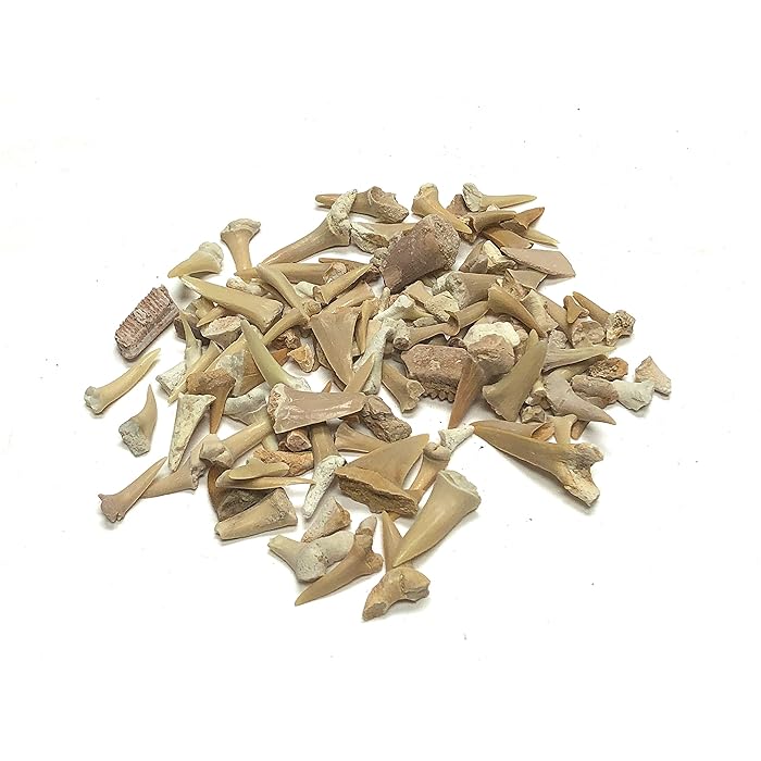Buy Zentron Crystal Collection Sand Shark Teeth Pack Fossils Real buy-zentron-crystal-collection-sand-shark-teeth-pack-fossils-real