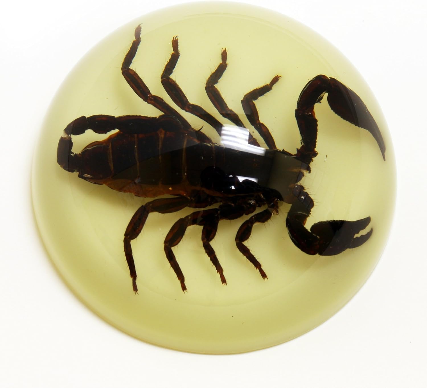 Golden Scorpion Resin Dome REALBUG Golden Scorpion Dome Paperweight ...