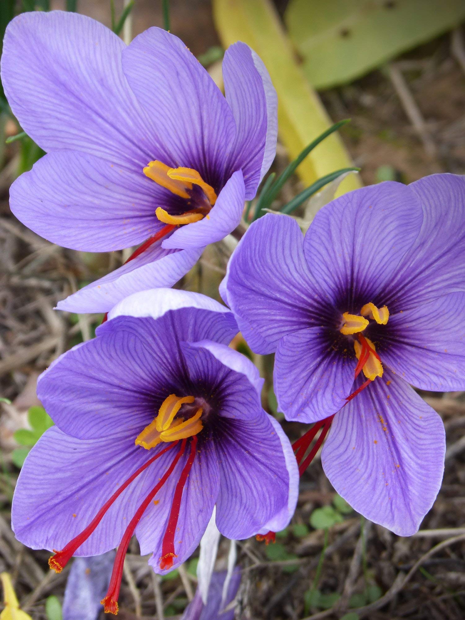 Crocus Corm