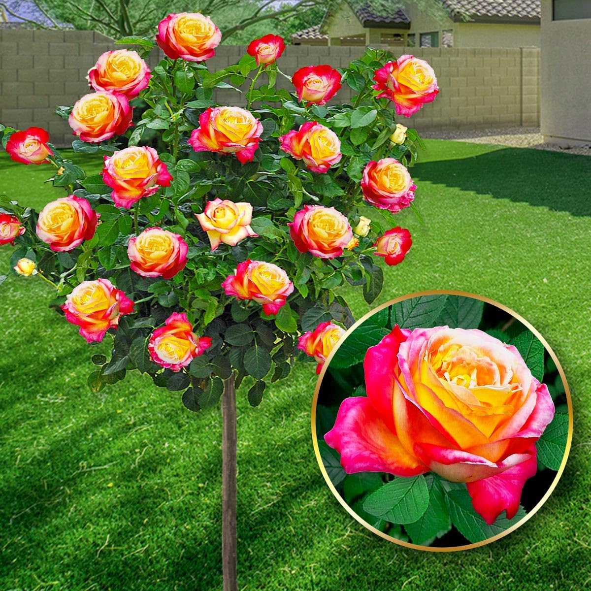 EUROPA GREEN Rosier sur tige ''DOUBLE DELIGHT'' - 120 cm de hauteur ...