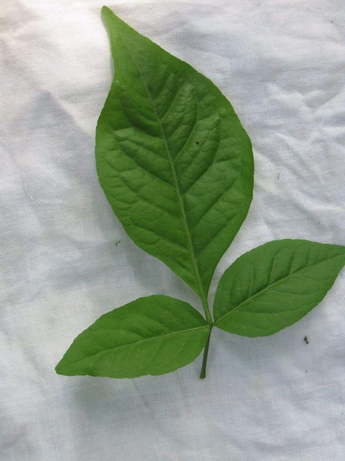 Buy Gachwala Bilwa Leaf 108 Pieces For Puja, Bel Pata, Bel Patra Leaf ...