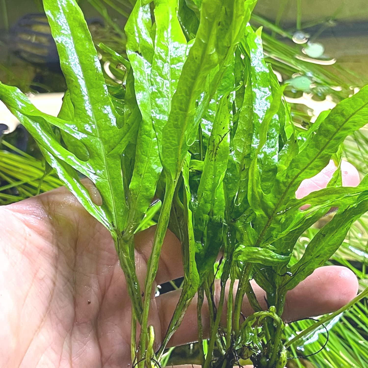 Helecho Java Tridente