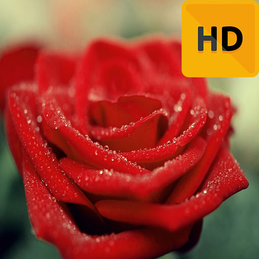 Big Flower HD FREE Wallpaper - App on Amazon Appstore
