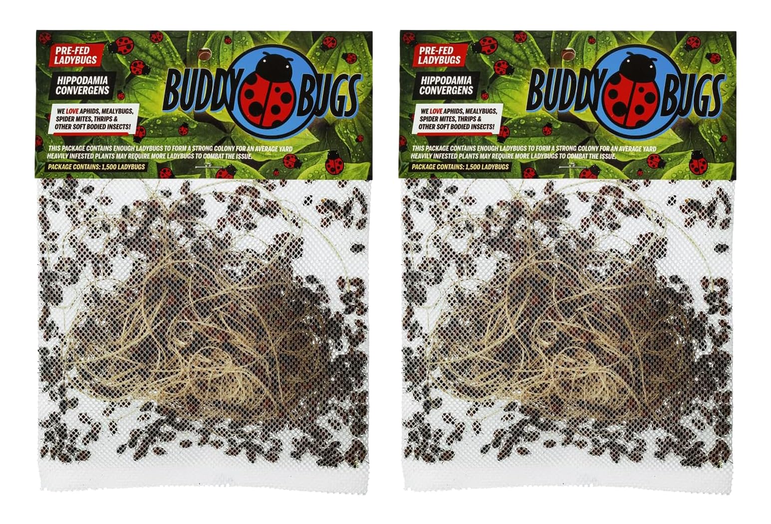 Amazon.com : Buddy Bugs 3000 Pre-Fed Live Ladybugs for Aphid Control ...