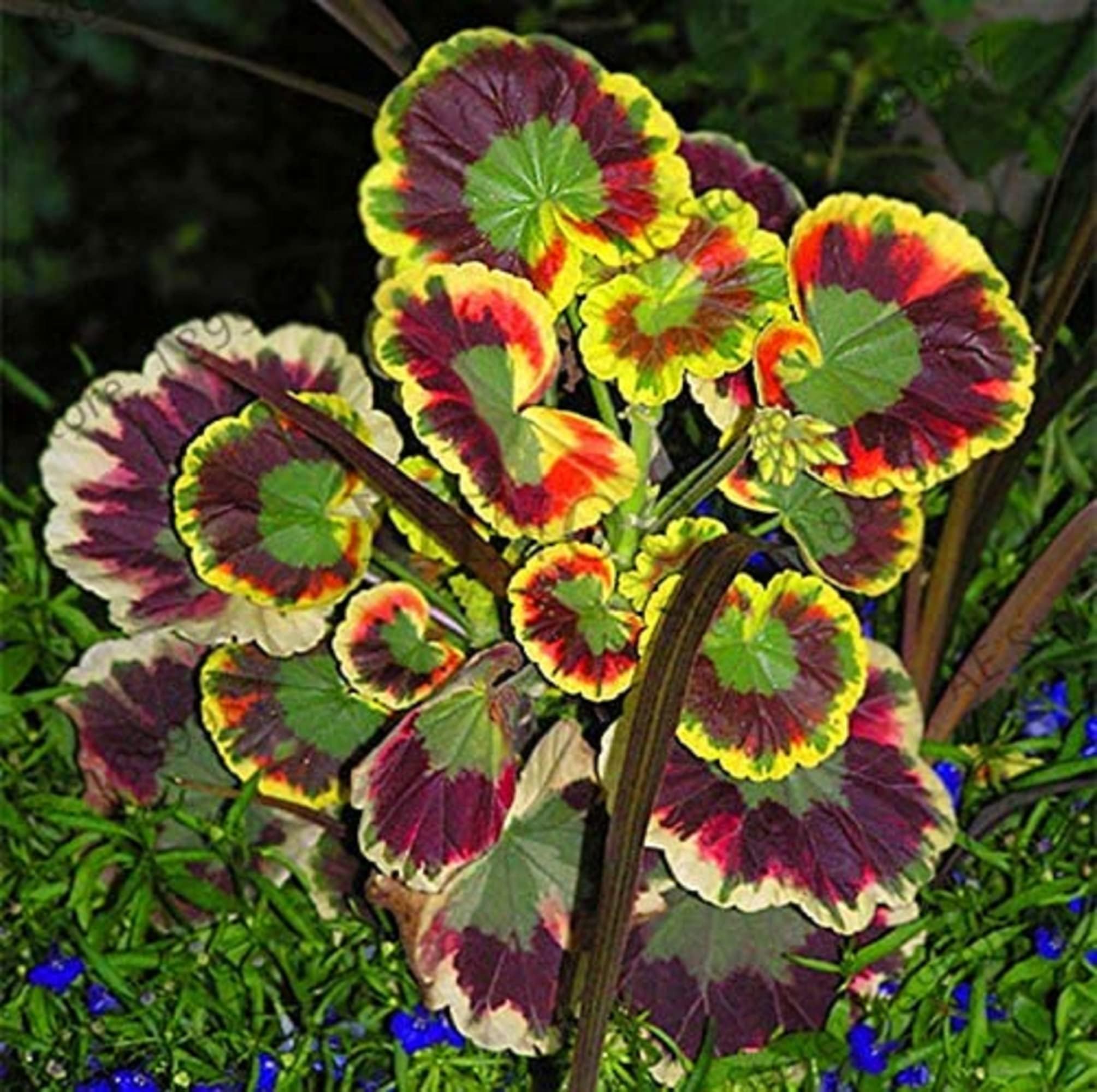 Amazon.com : CHUXAY GARDEN Mixed Colour Geranium-Geraniums,Cranesbills ...