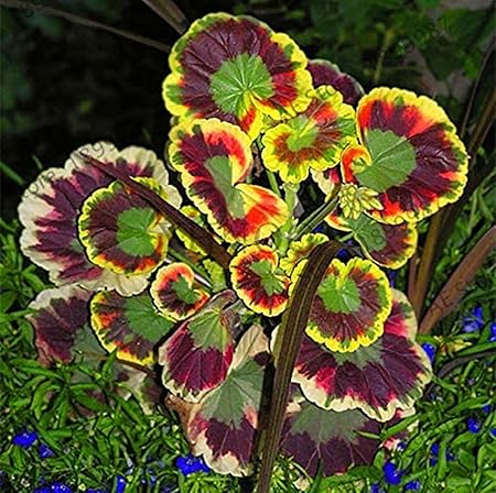 Amazon.com : CHUXAY GARDEN Mixed Colour Geranium-Geraniums,Cranesbills ...