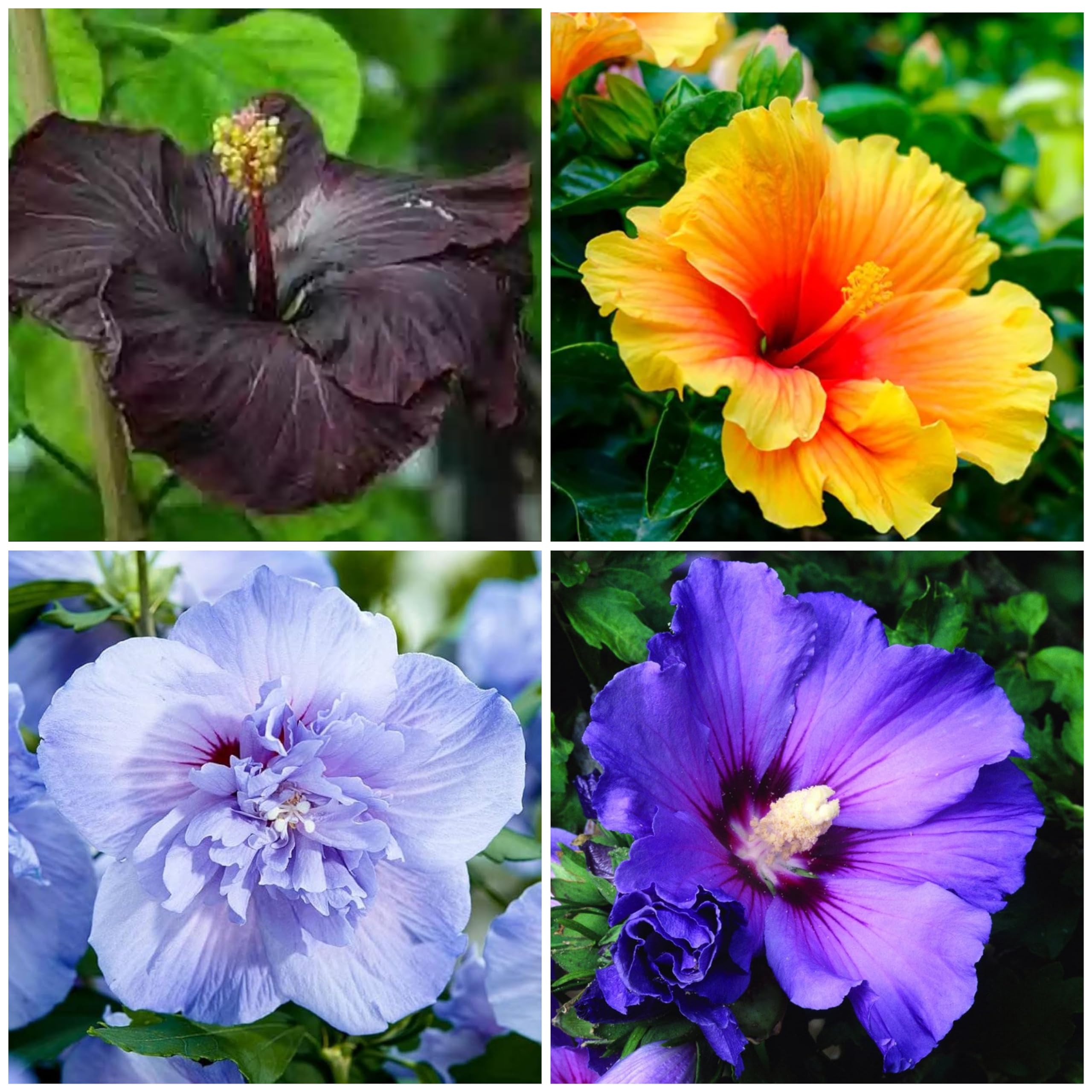 Hibiscus Joba Live Plant Pack Of 4 : Amazon.in: Garden & Outdoors