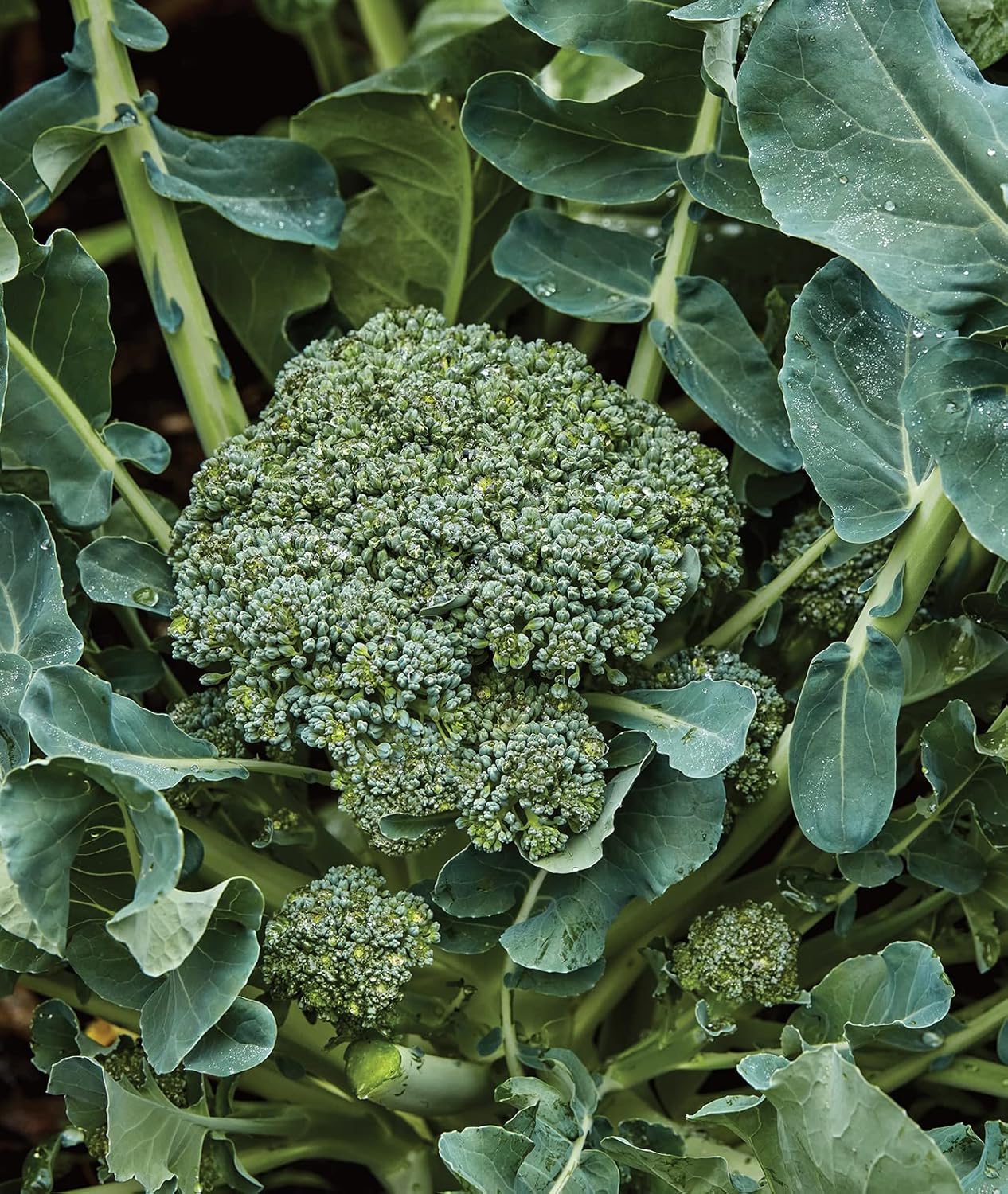 Amazon.com : Burpee Sun King Broccoli Seeds 400 seeds : Patio, Lawn ...