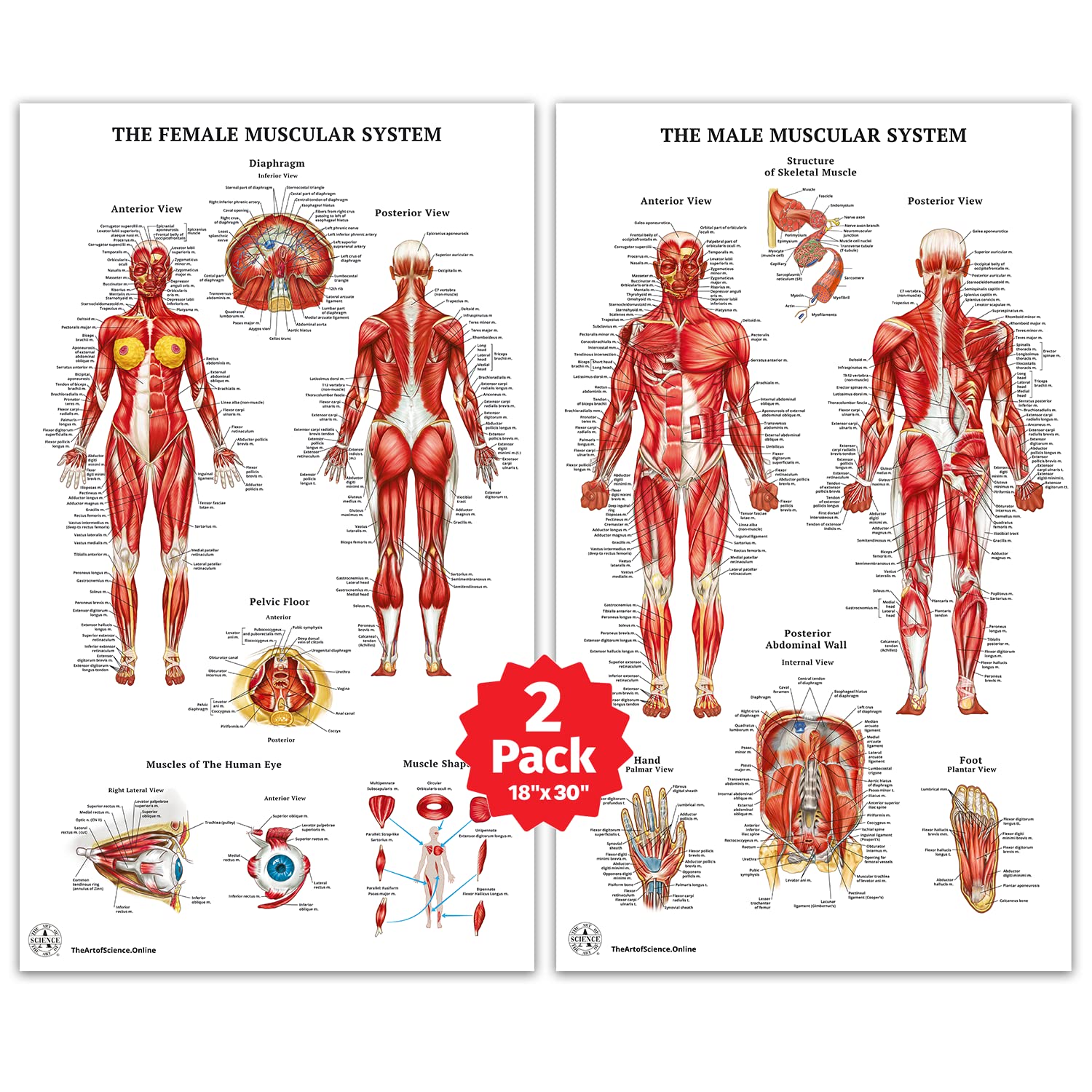 Buy THE ART OF SCIENCE 2-Pack Muscular System s - Male and Female ...