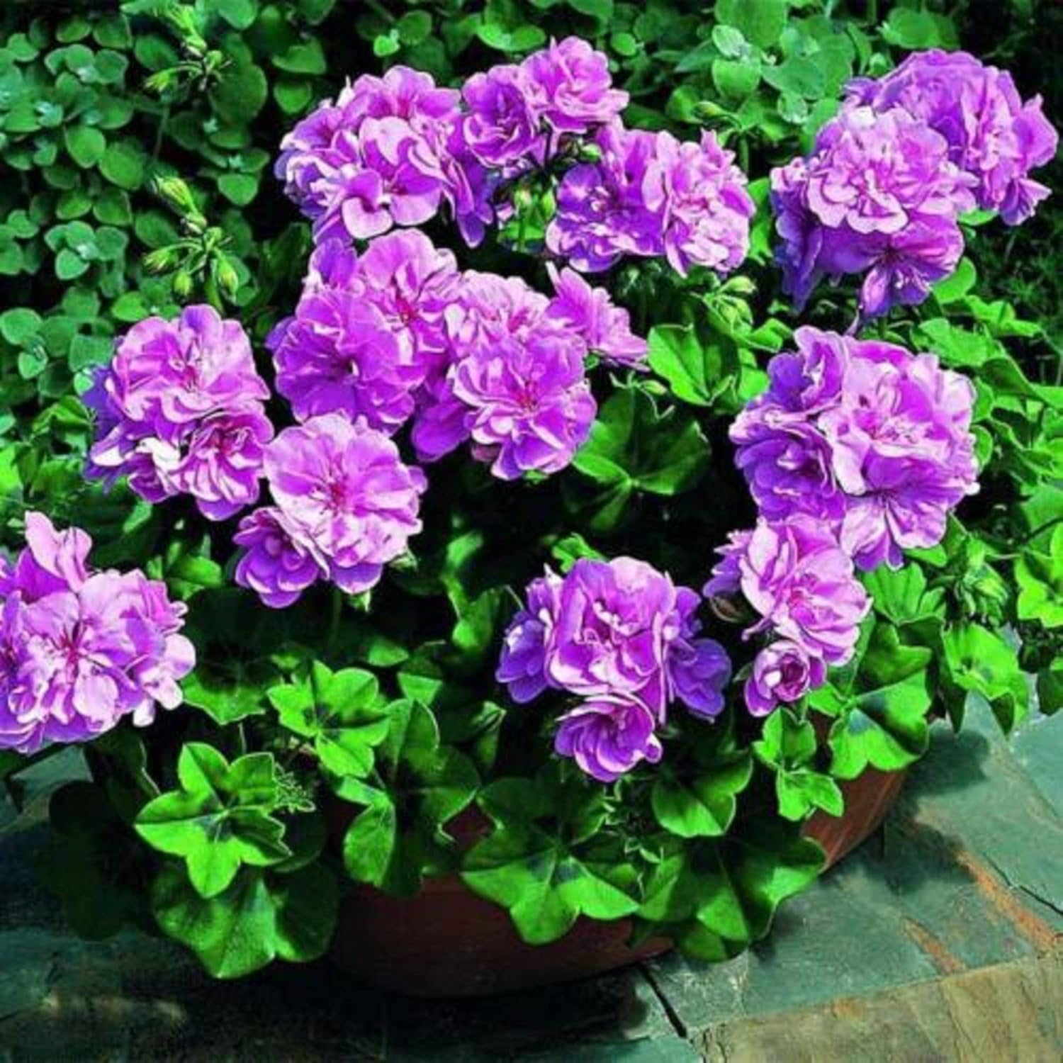 Amazon.com : CHUXAY GARDEN Purple Pelargonium Peltatum Seed 50 Seeds ...