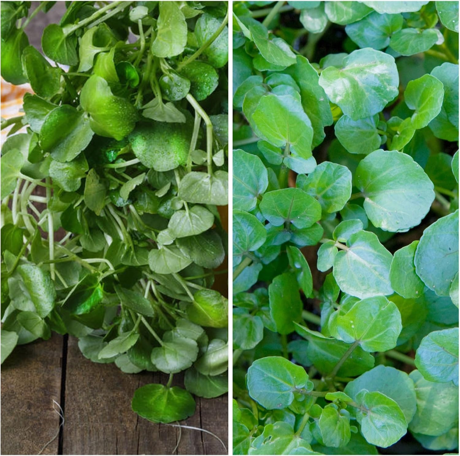 Seed Needs, True Watercress – Semillas de hierbas germinantes para ...