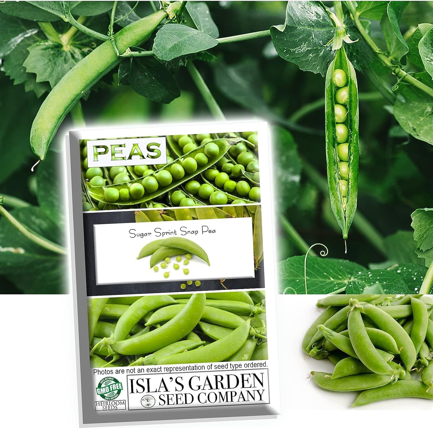 Amazon.com : Sugar Sprint Snap Pea Seeds for Planting, 25+ Heirloom ...