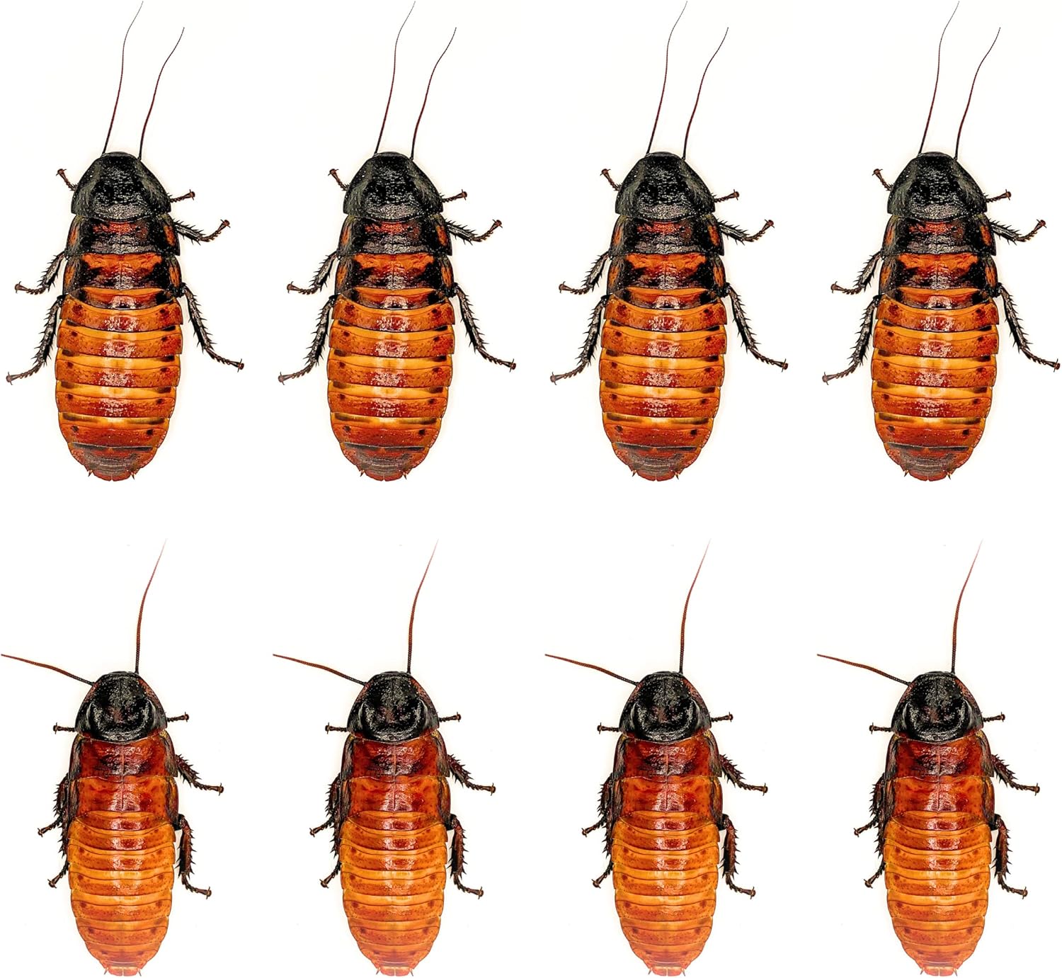 Amazon.com: Creation Cultivated - 8ct Starter Colony - Live Madagascar ...