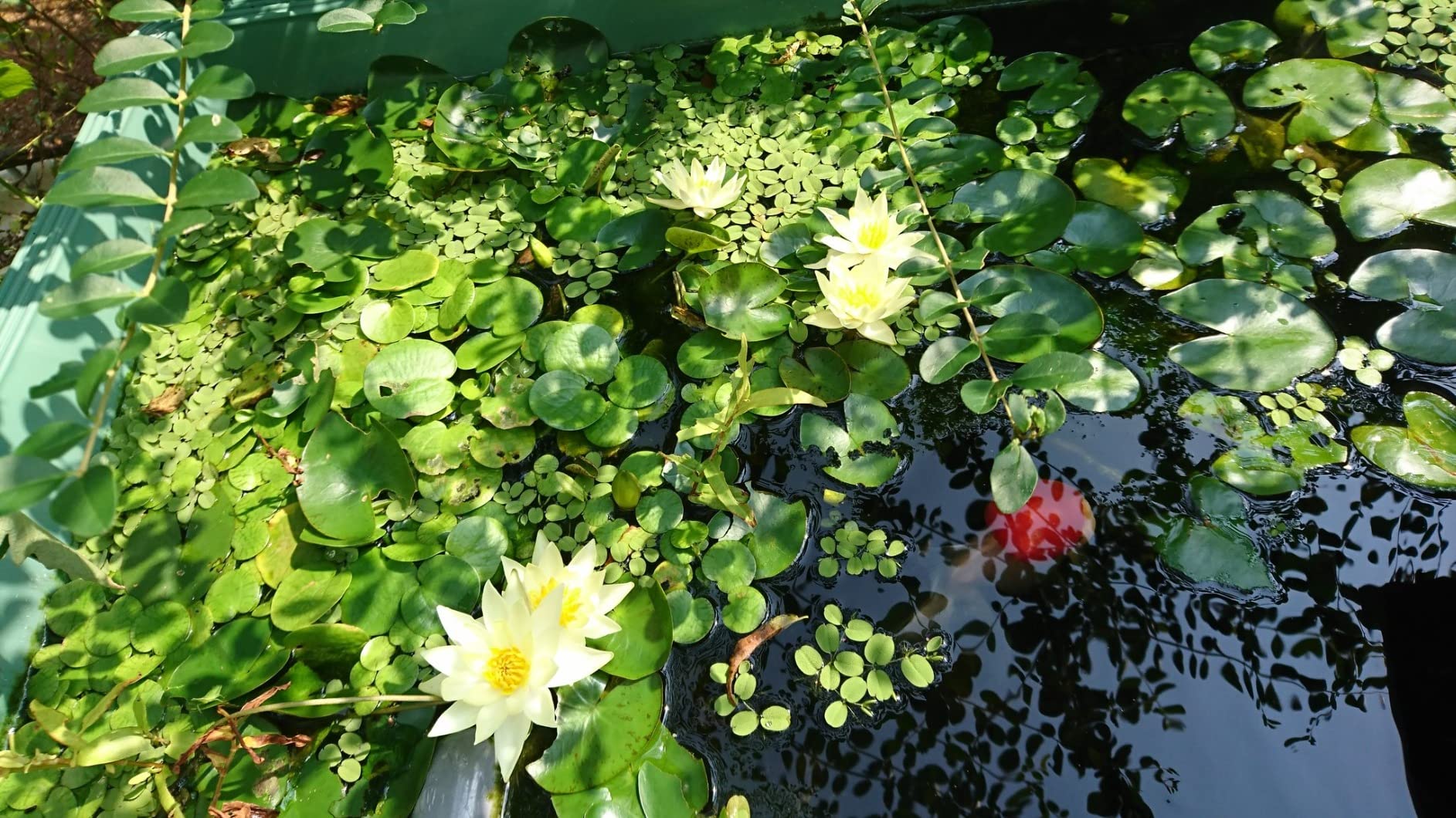Amazon.co.jp: (Biotope) Water Lily, Princess Water Lily, Yellow (1 Pot ...