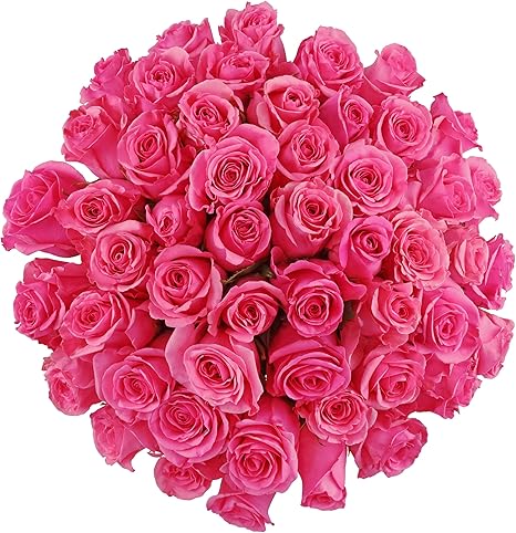 Amazon.com : Benchmark Bouquets - 50 Stem Premium Pink Roses (2 Bundles ...