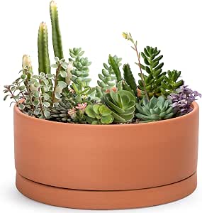 Amazon.com: D'vine Dev 12 Inch Succulent Terracotta Shallow Pot with ...