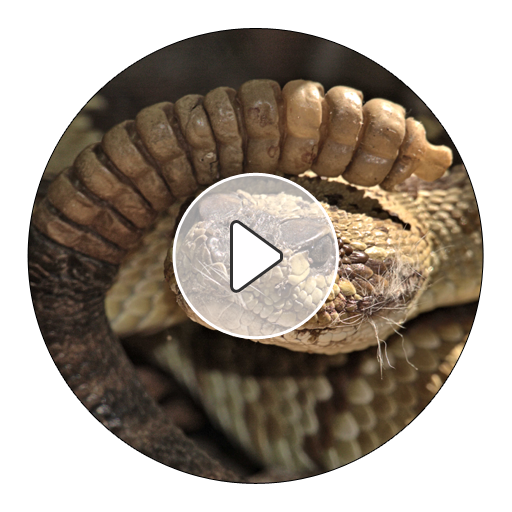 Rattlesnake Sounds And Ringtones - App on Amazon Appstore