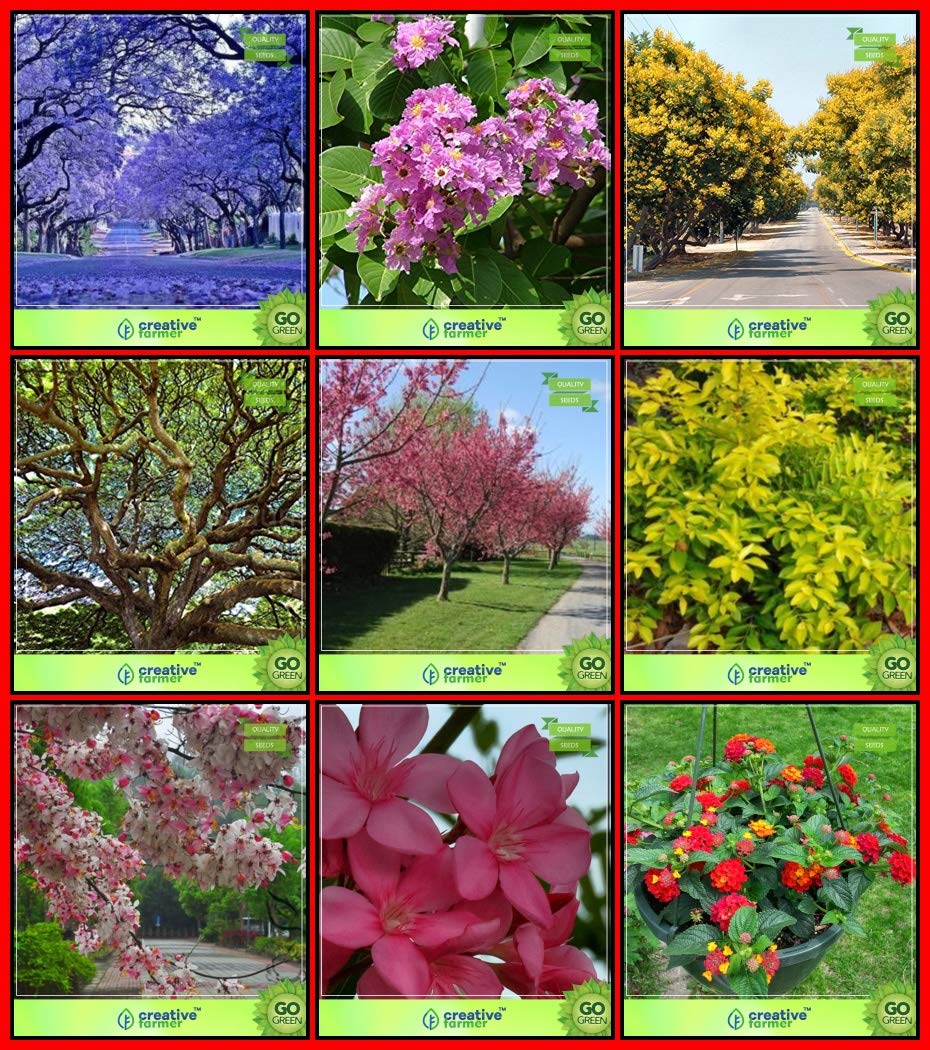 Buy Creative Farmer Combo Tree : Jacaranda Mimosafolia, Queen Crape ...