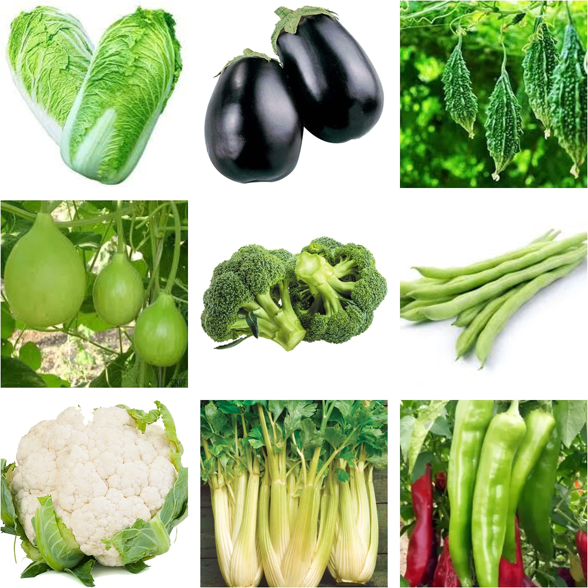 Seeds Basket 9 Variety Of 250+ Vegetable Seeds For Home And Kitchen ...